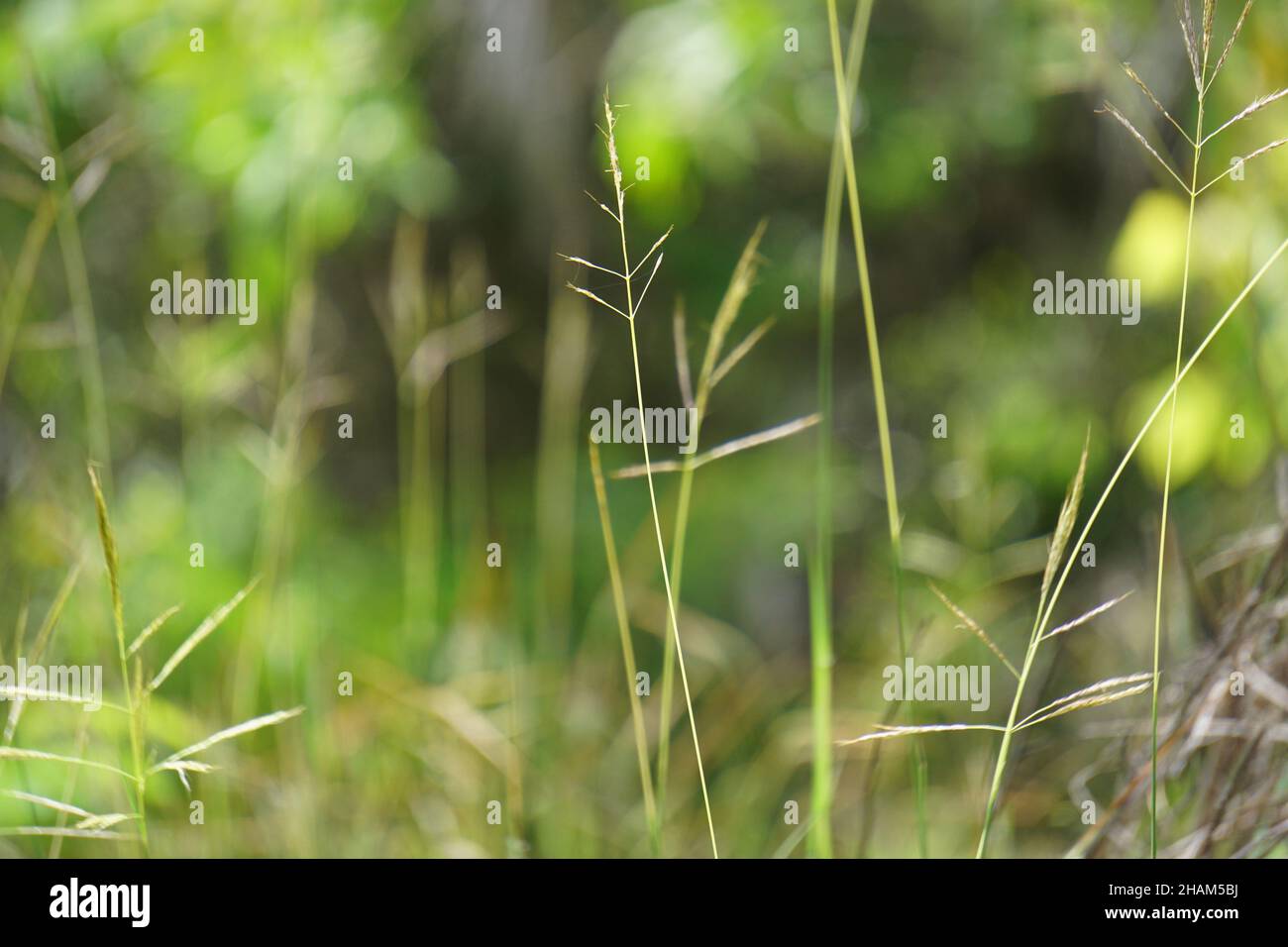 Nassella neesiana (also called Chilean needle grass, Chilean ...
