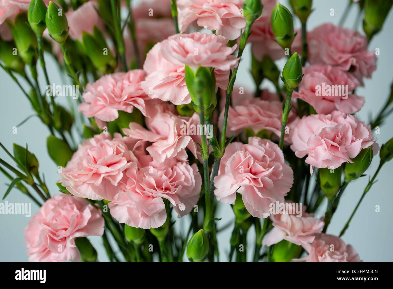 Small bouquet of pink carnations Stock Photo - Alamy