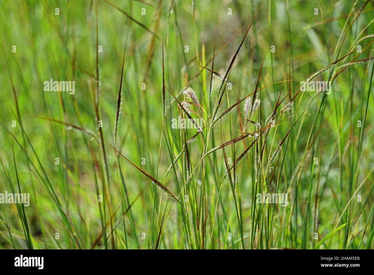 Spear grass hi-res stock photography and images - Alamy