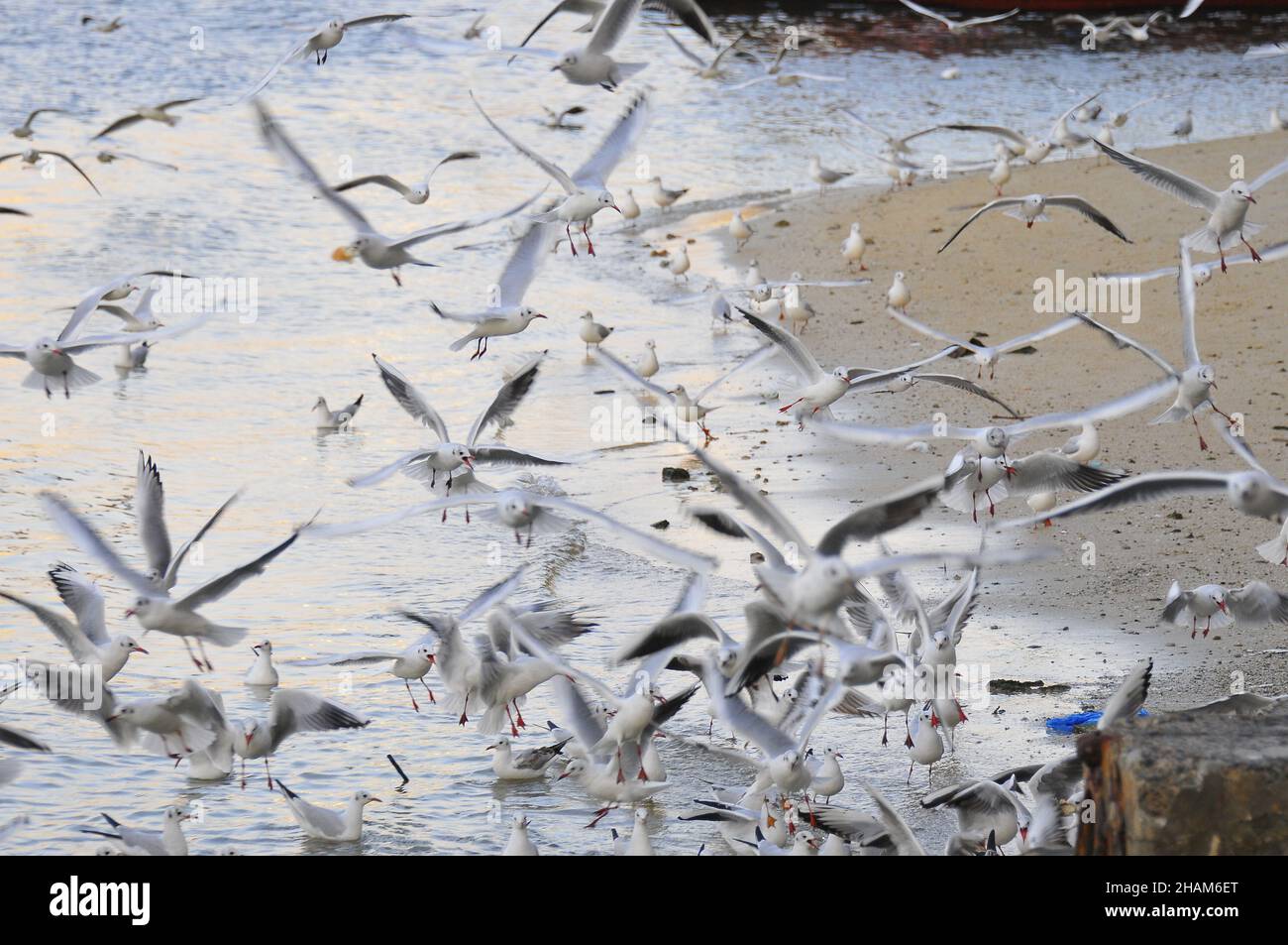 Big flock of common gulls on the seasho Stock Photo - Alamy