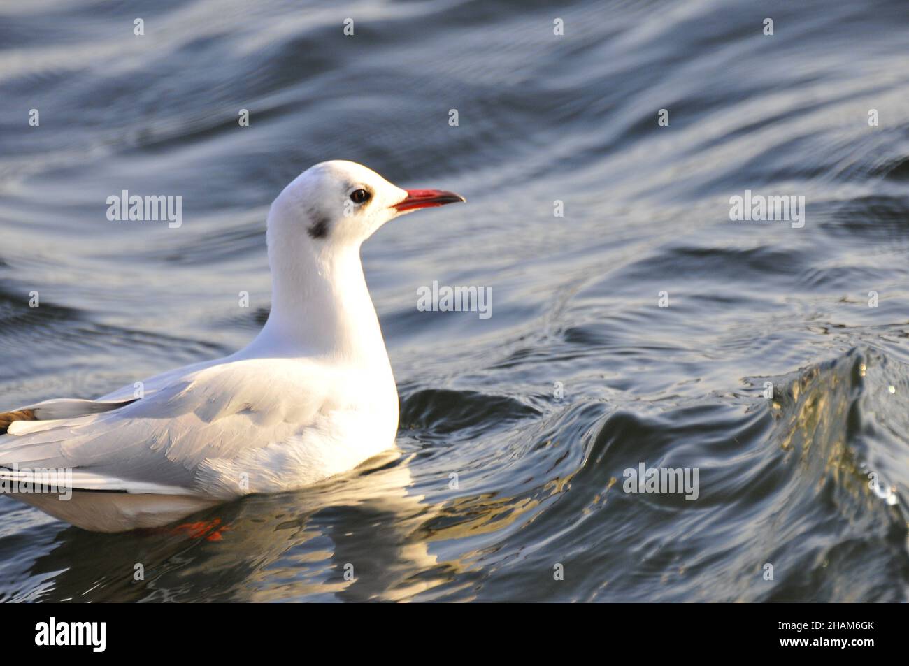 Closeup of a common gull floating in the sea Stock Photo - Alamy