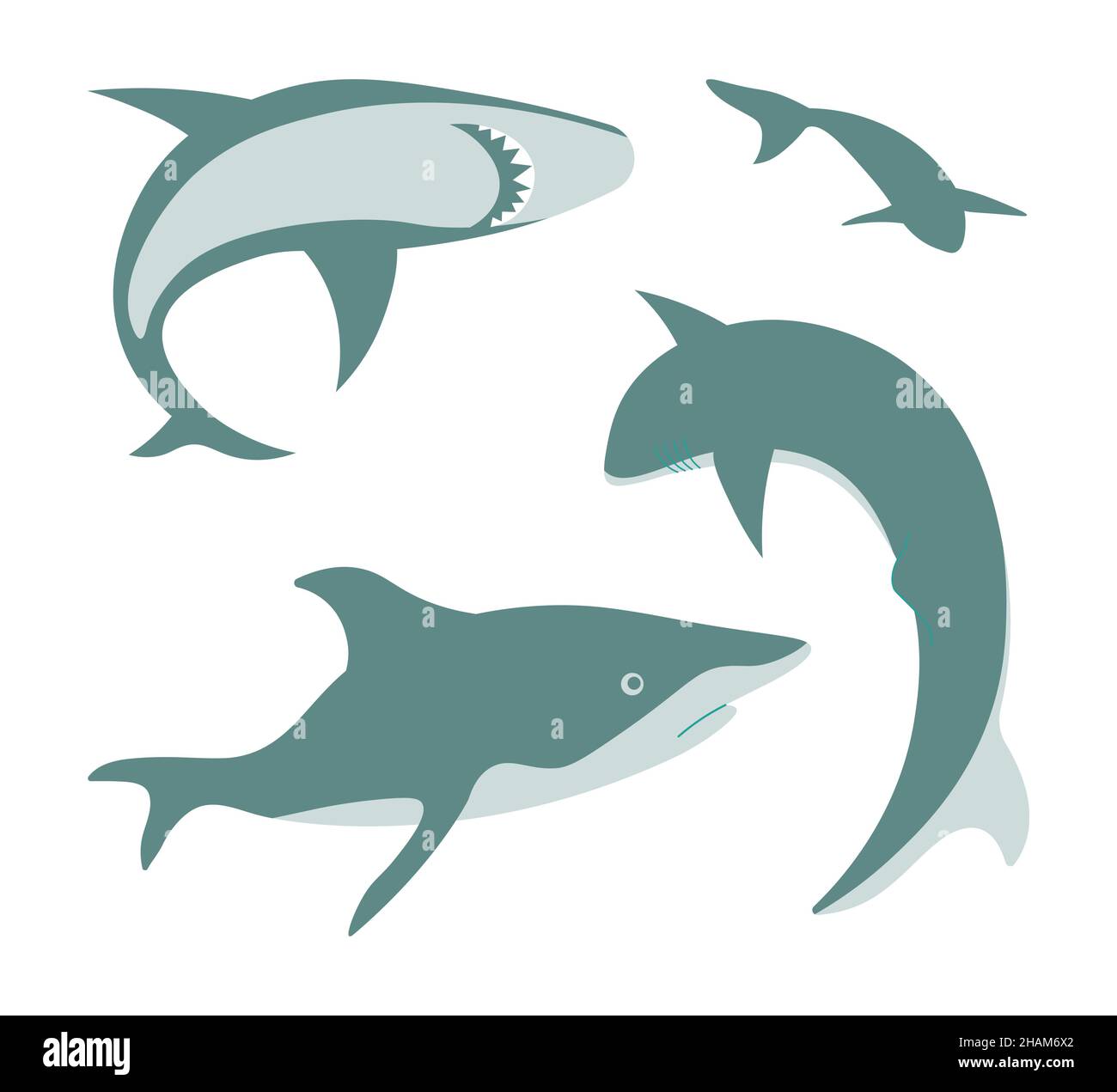 Set of grey sharks isolated on white background. Sea animals swimming ...