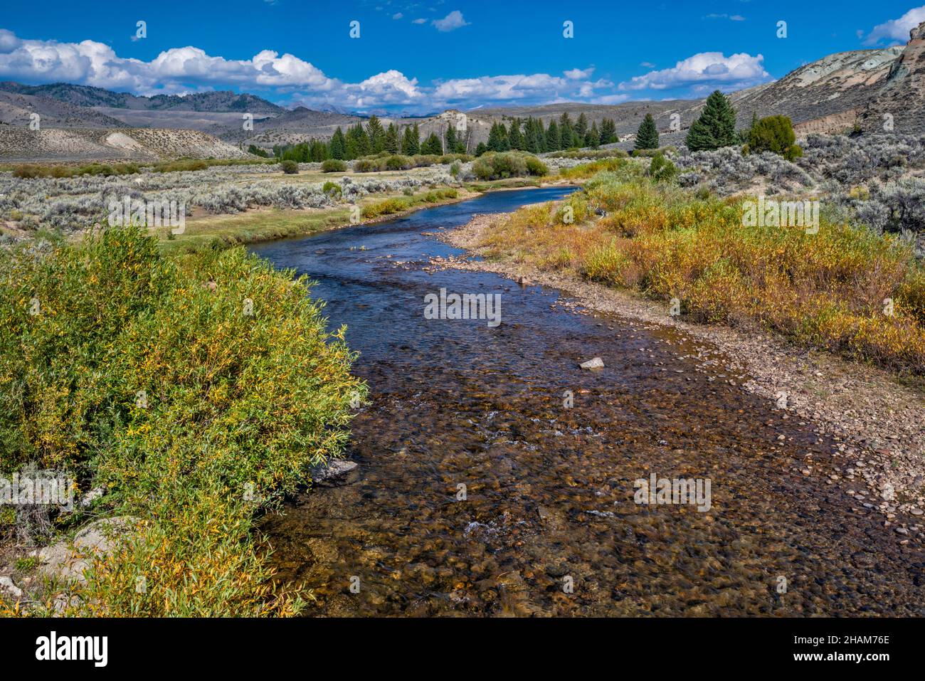 Willow shrubs at Big Sandy River, sagebrush, Wind River Range in ...