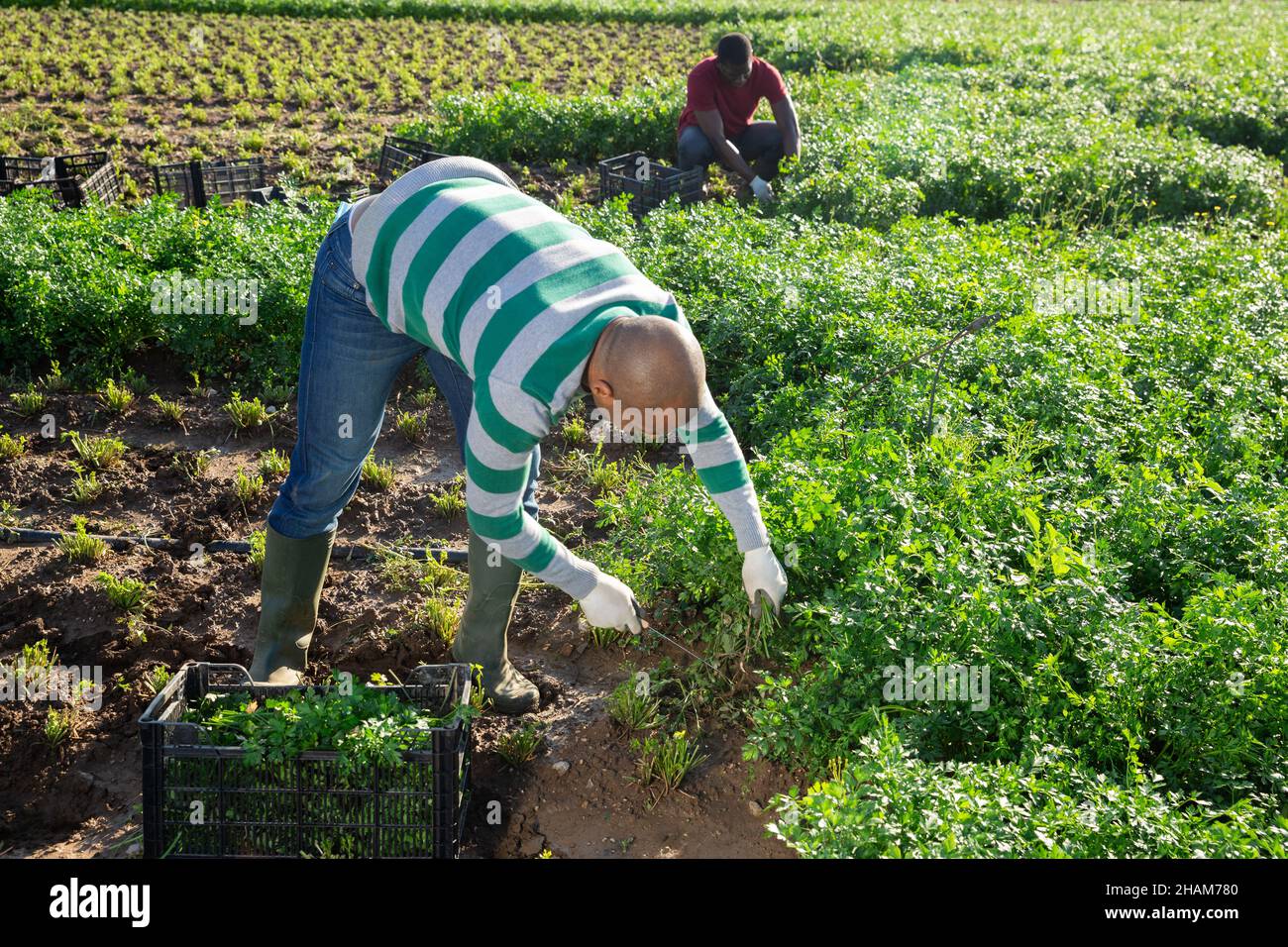 Latino male farmer picking parsley on field Stock Photo - Alamy