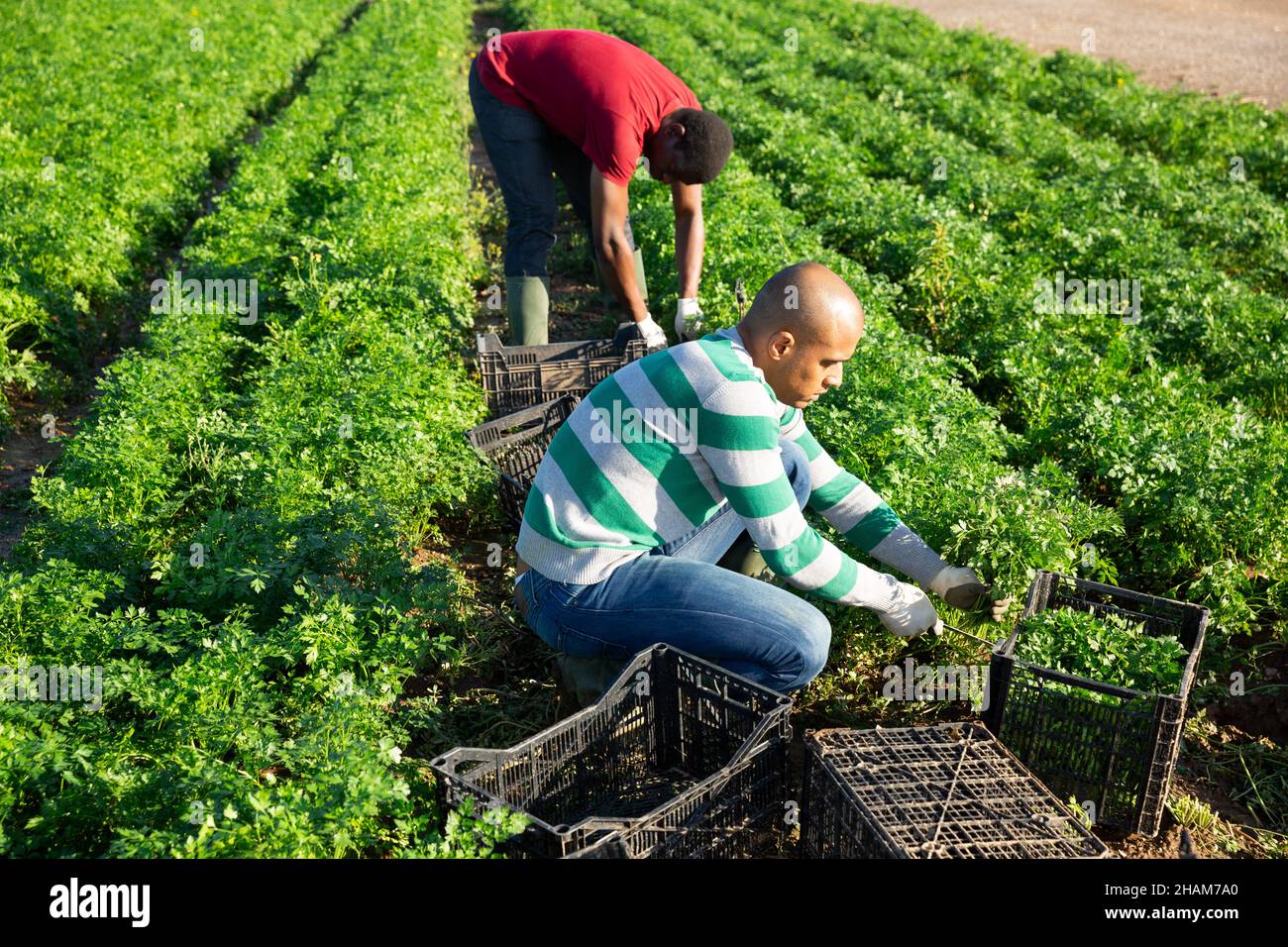 Afro and Latino farm workers picking parsley Stock Photo - Alamy