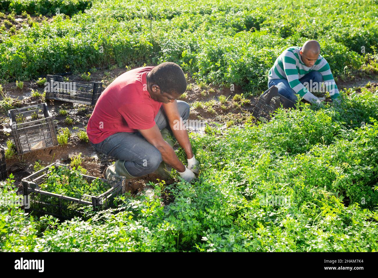 Team of farmers harvesting parsley on farm field Stock Photo - Alamy