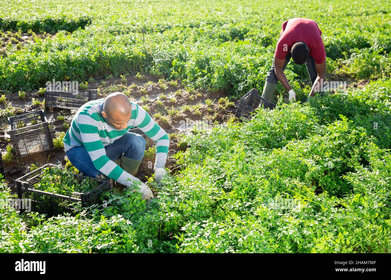 Team of farmers harvesting parsley on farm field Stock Photo - Alamy