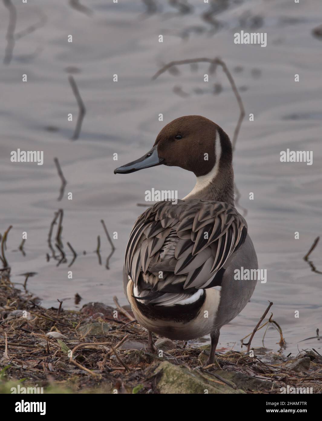 Pintail in water hi-res stock photography and images - Alamy