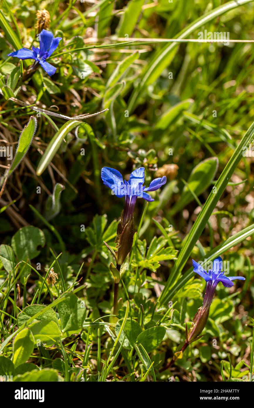 Gentiana verna flower growing in meadow Stock Photo - Alamy