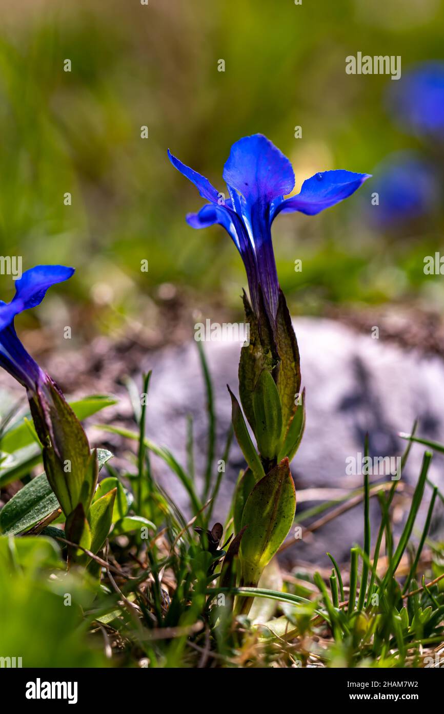 Gentiana verna flower growing in meadow, close up Stock Photo - Alamy