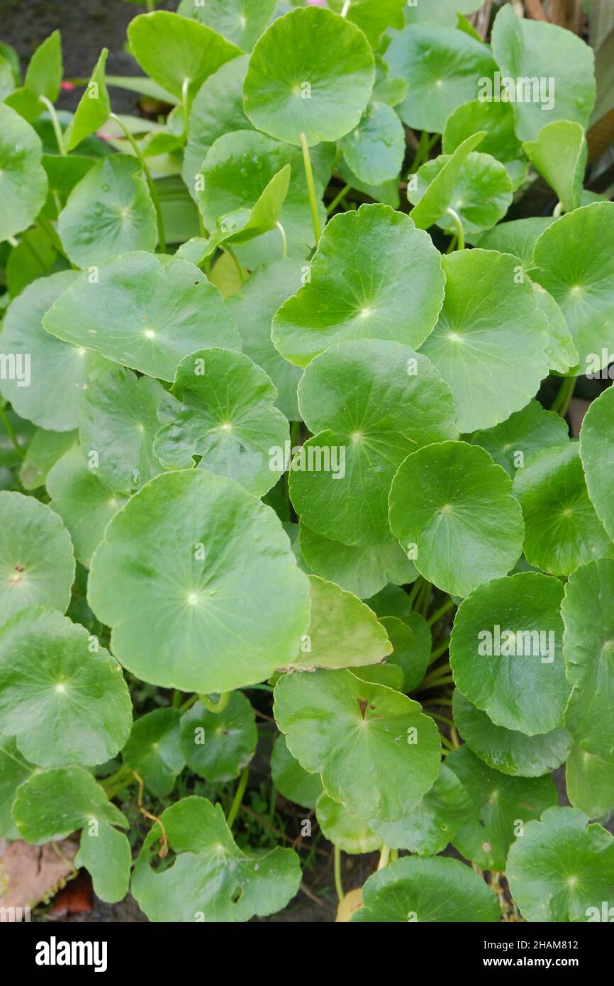 Overhead shot of many plants with small green round-shaped leaves Stock ...
