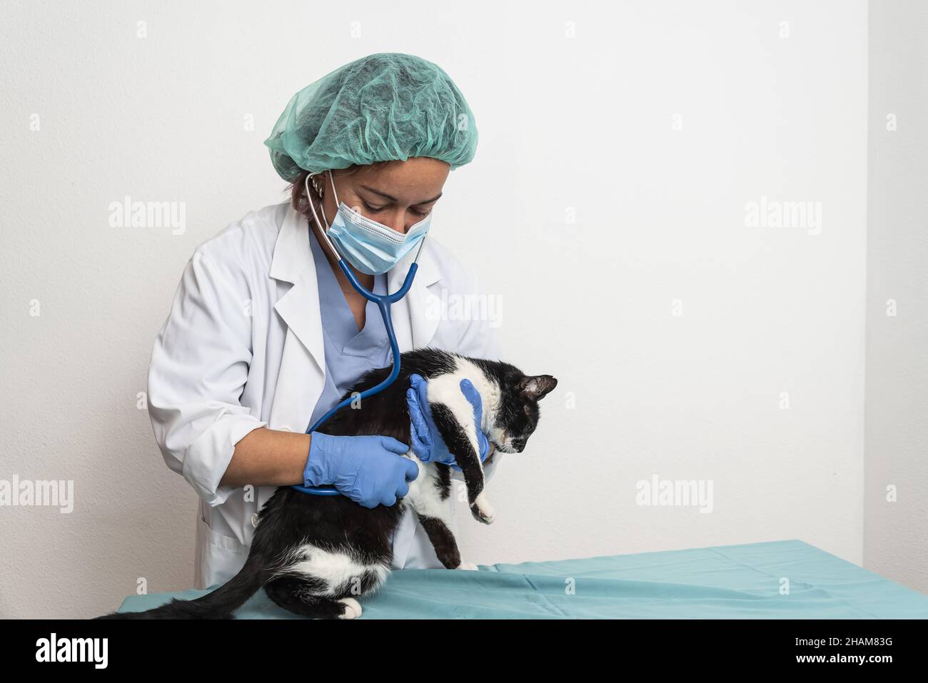 Veterinarian checks cat in veterinary clinic by auscultating the heart ...