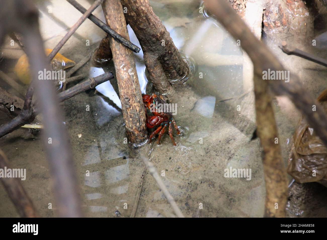 Selective focus shot of a red mangrove crab on the mangrove tree branch ...