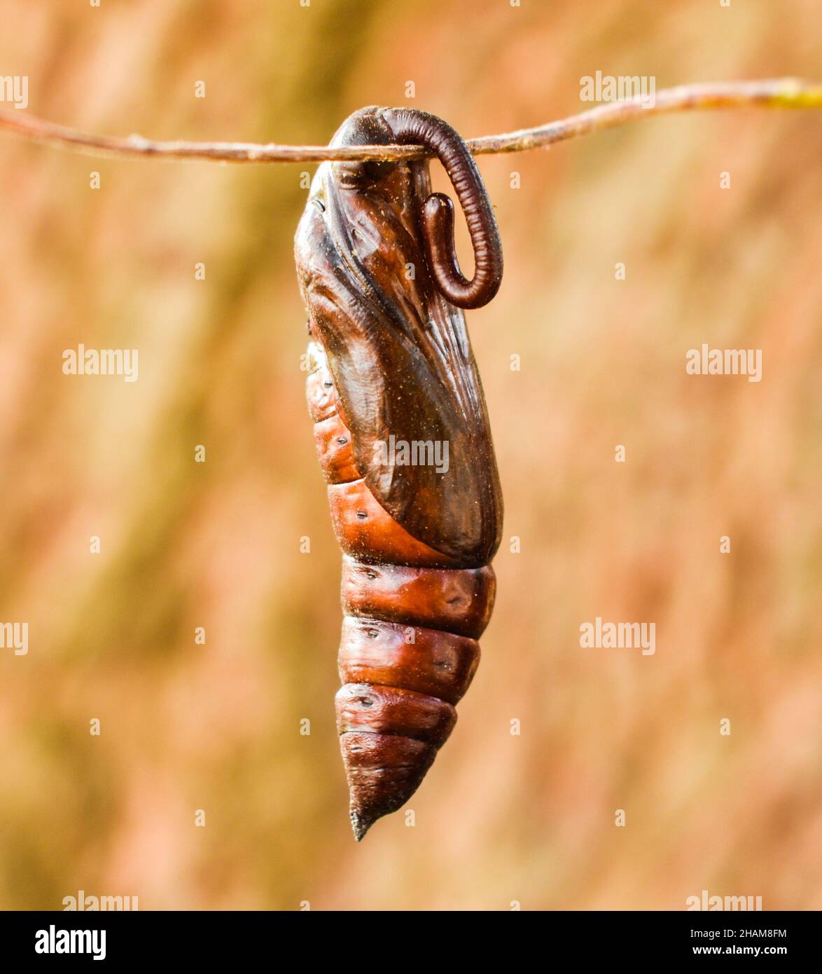 Third butterfly hi-res stock photography and images - Alamy