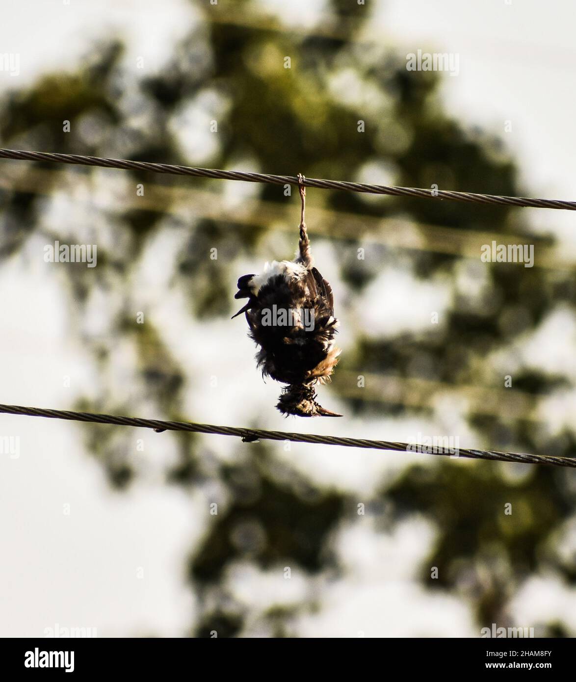 Bird hanging dead from an electric cable Stock Photo - Alamy