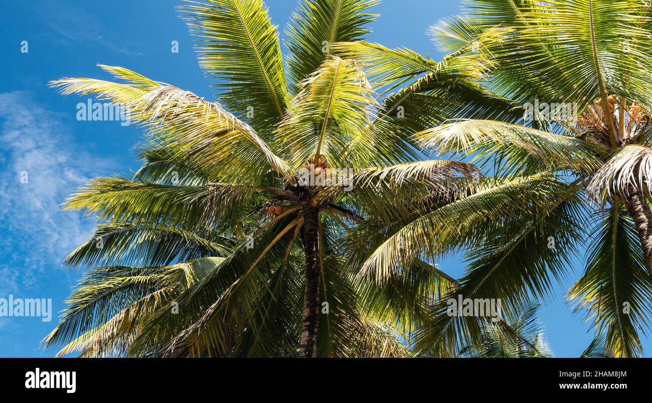 Coconet tree hi-res stock photography and images - Alamy