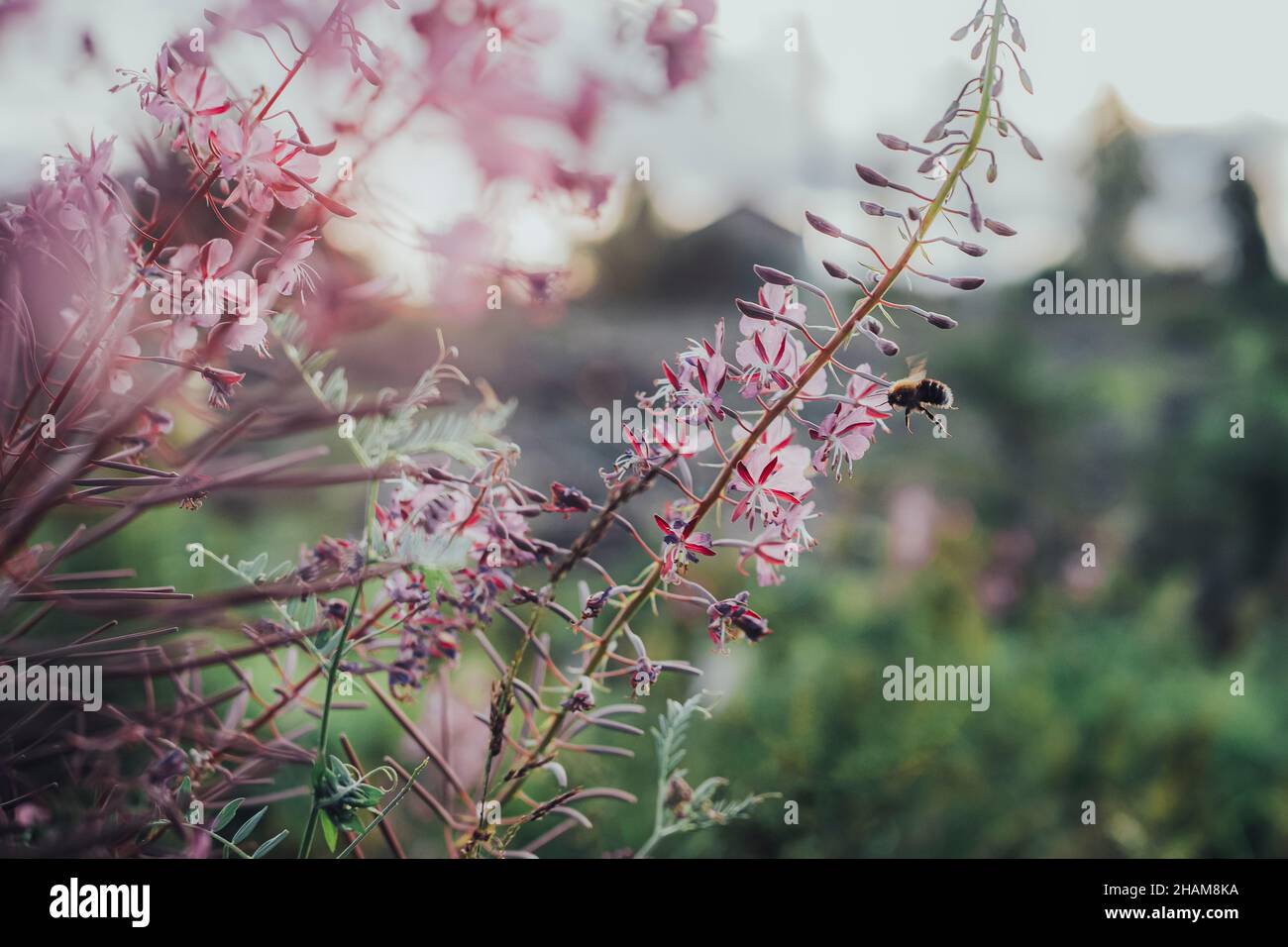 Bee over pink wildflowers Stock Photo - Alamy