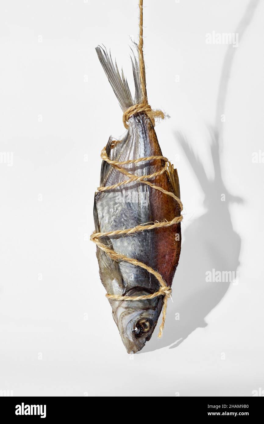 One salt-dried vobla tied with string hanging on white background Stock ...