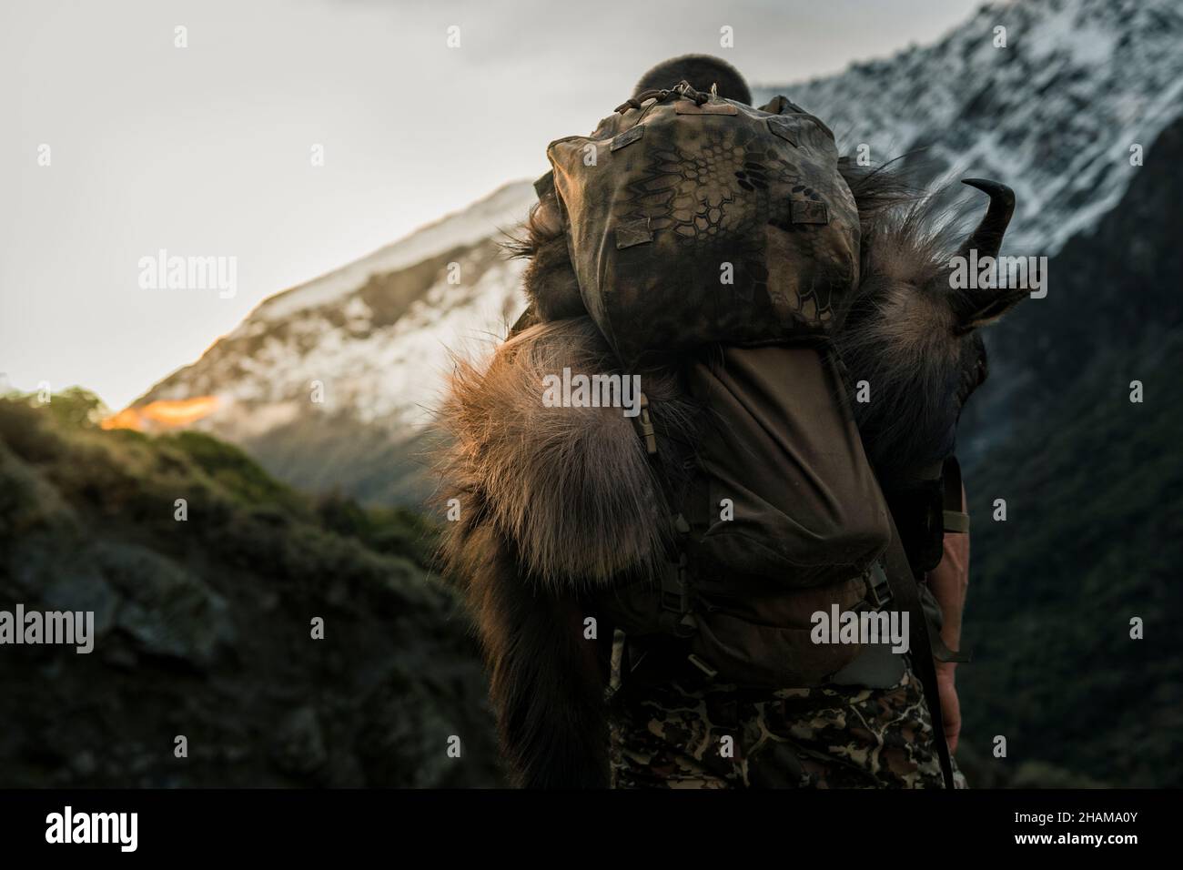 Rear view of hunter carrying dead mountain goat Stock Photo - Alamy