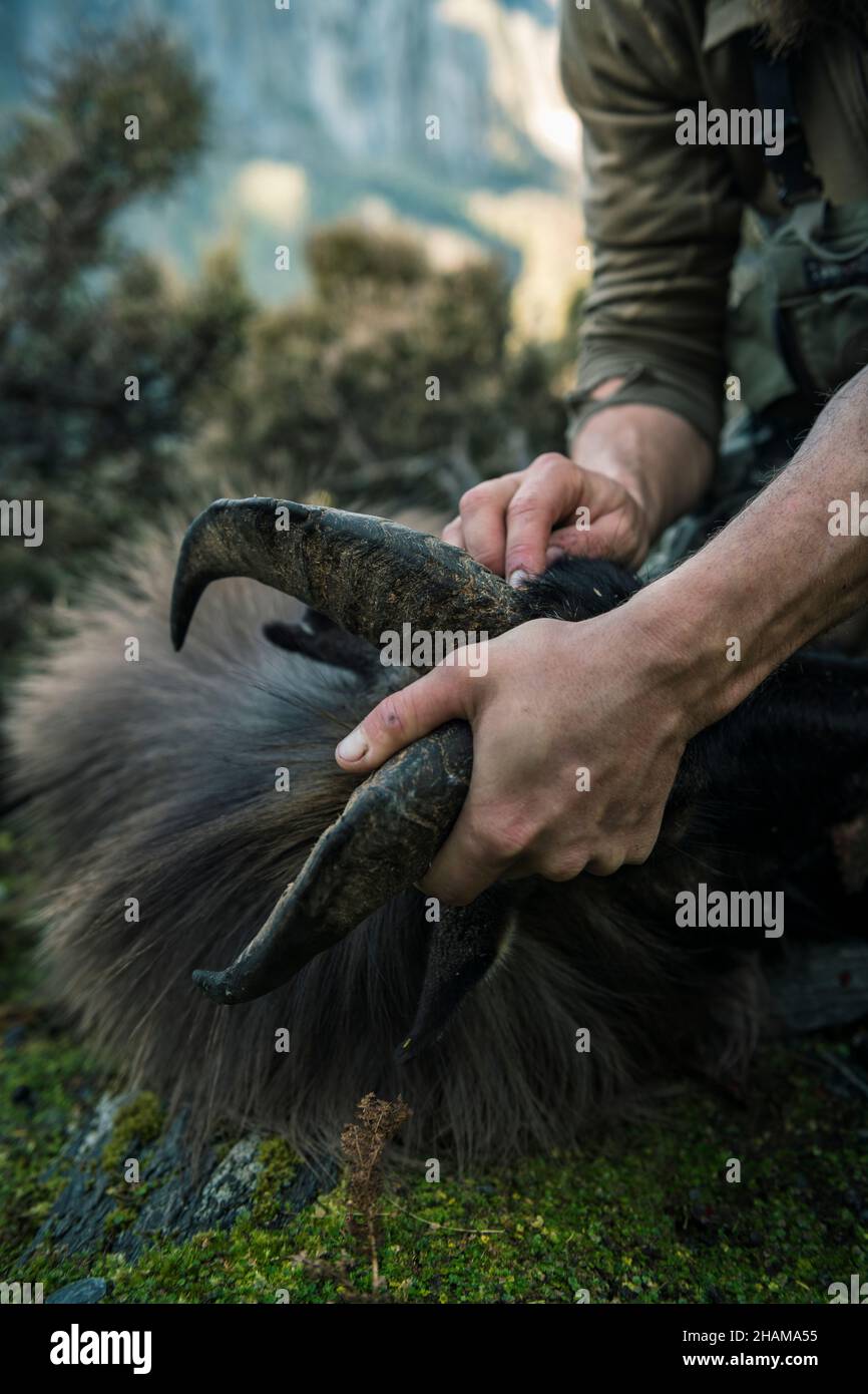 Hunter's hands holding horns of mountain goat Stock Photo - Alamy