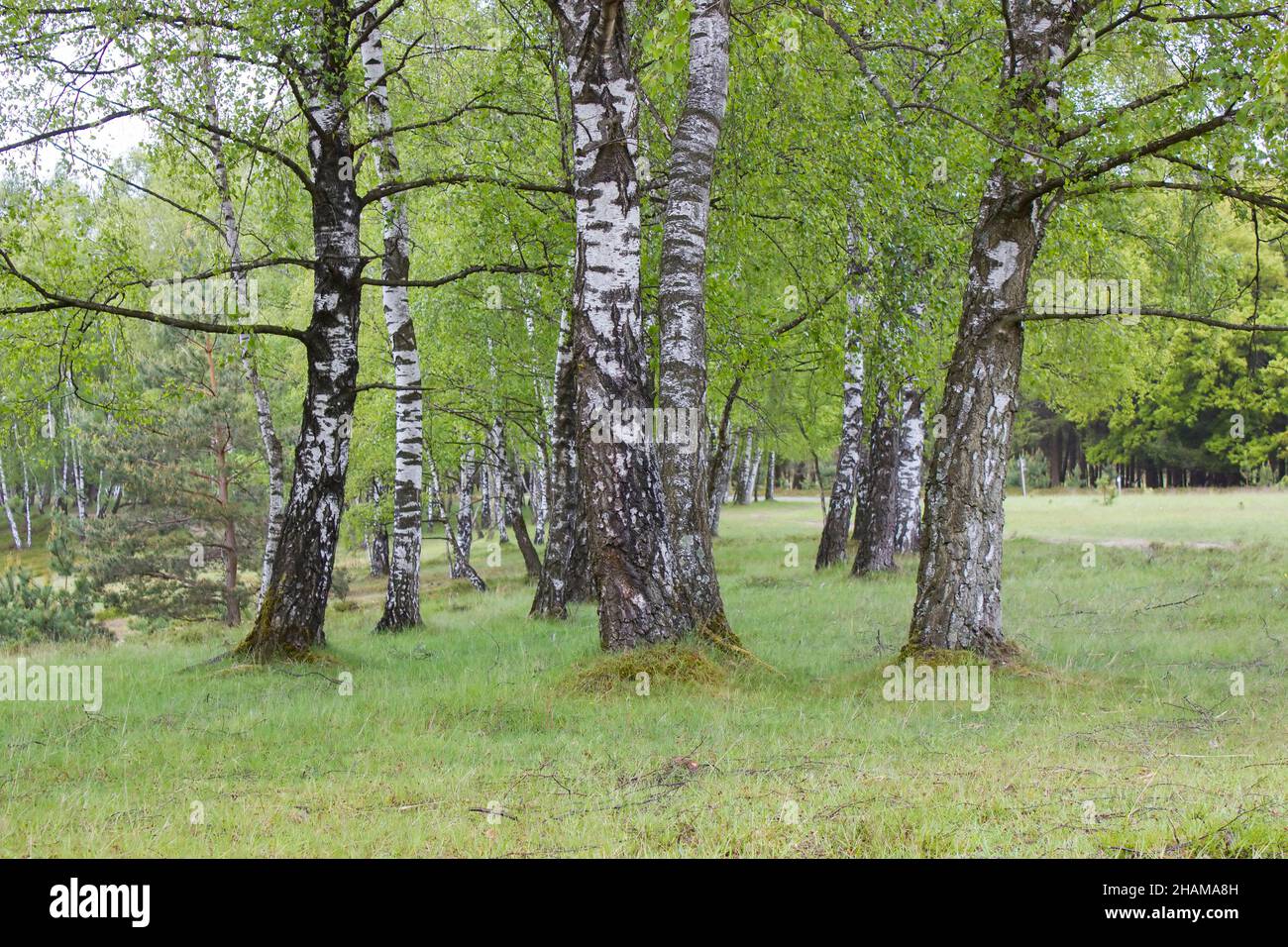 spring nature landscape - spring forest - Brachter Wald in Germany ...