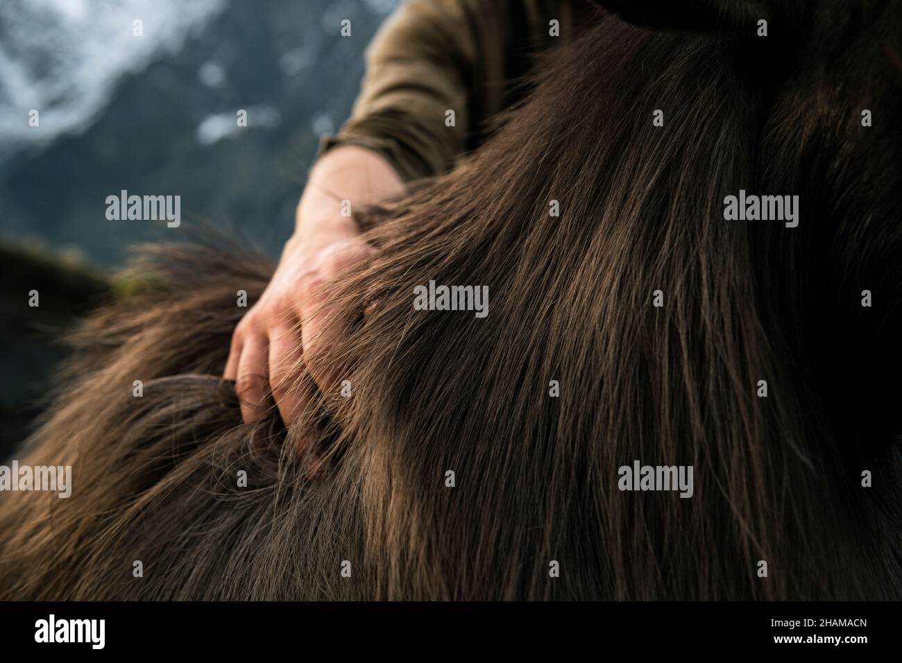 Hunter's hand on animal back Stock Photo - Alamy