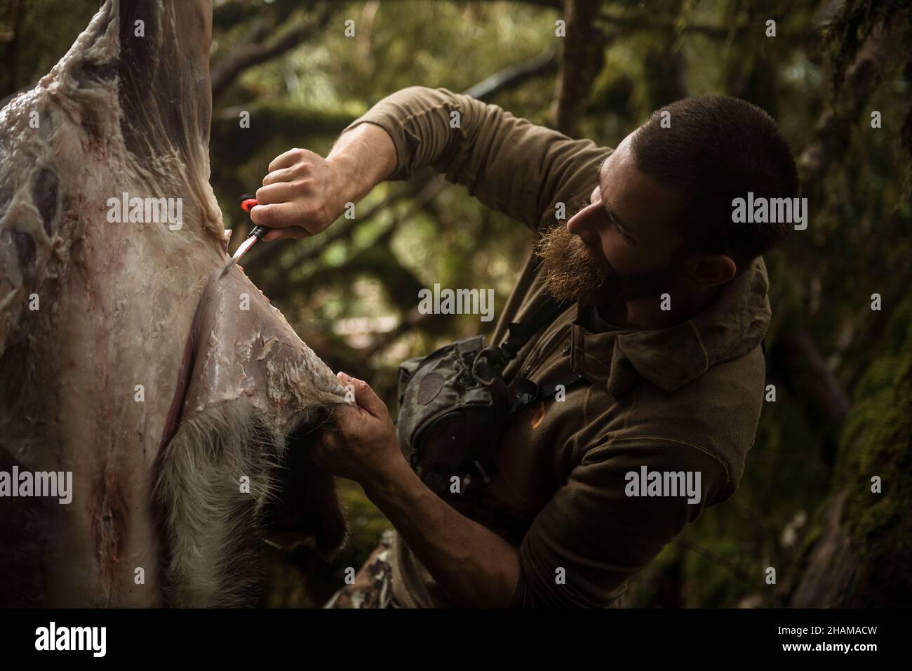 Hunter skinning dead animal Stock Photo - Alamy