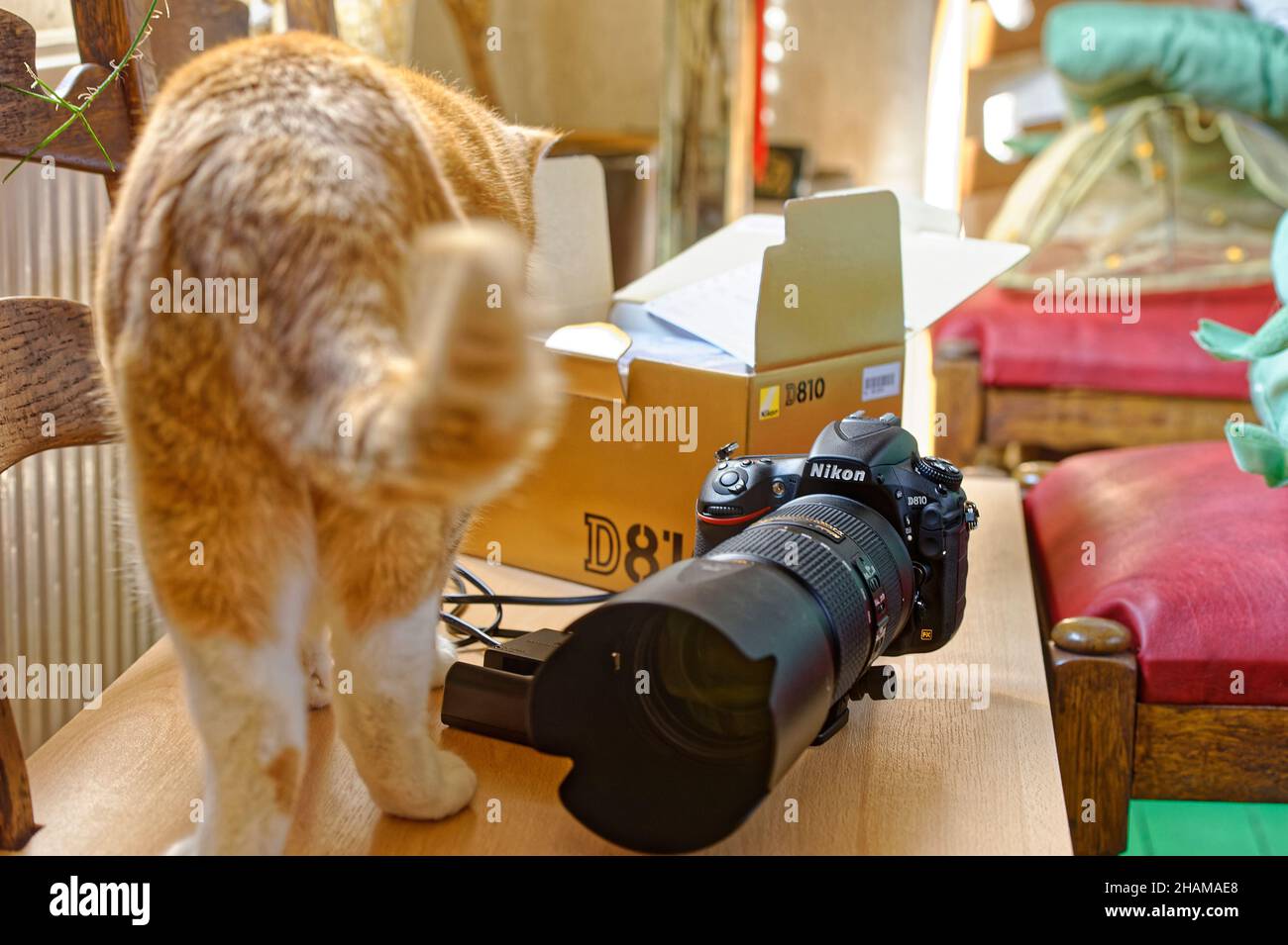 Retro katze hi-res stock photography and images - Alamy