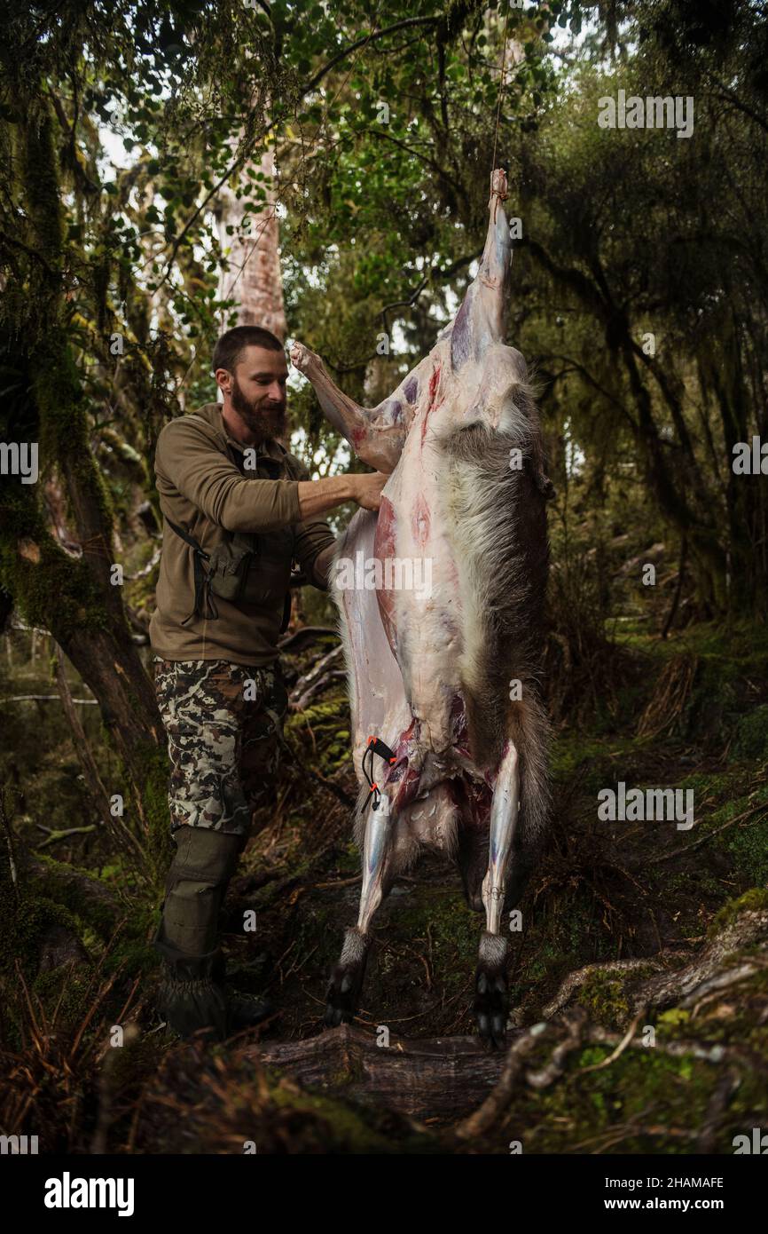 Hunter skinning dead animal Stock Photo - Alamy