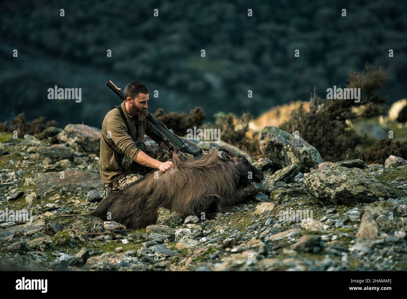 Hunter sitting near dead mountain goat Stock Photo - Alamy