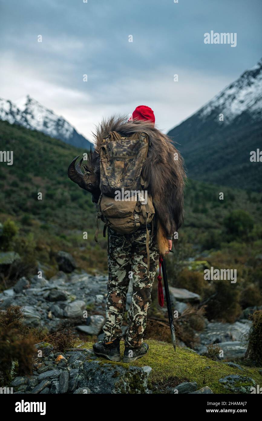 Rear view of hunter carrying mountain goat Stock Photo - Alamy