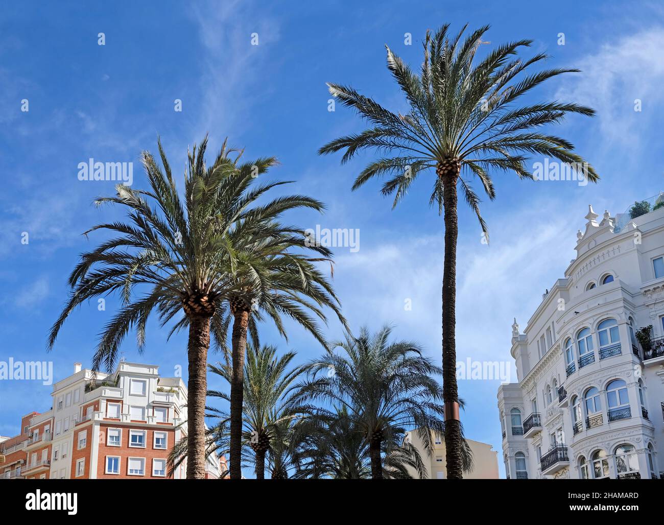 Palm trees in the middle of Valencia, Spain Stock Photo - Alamy