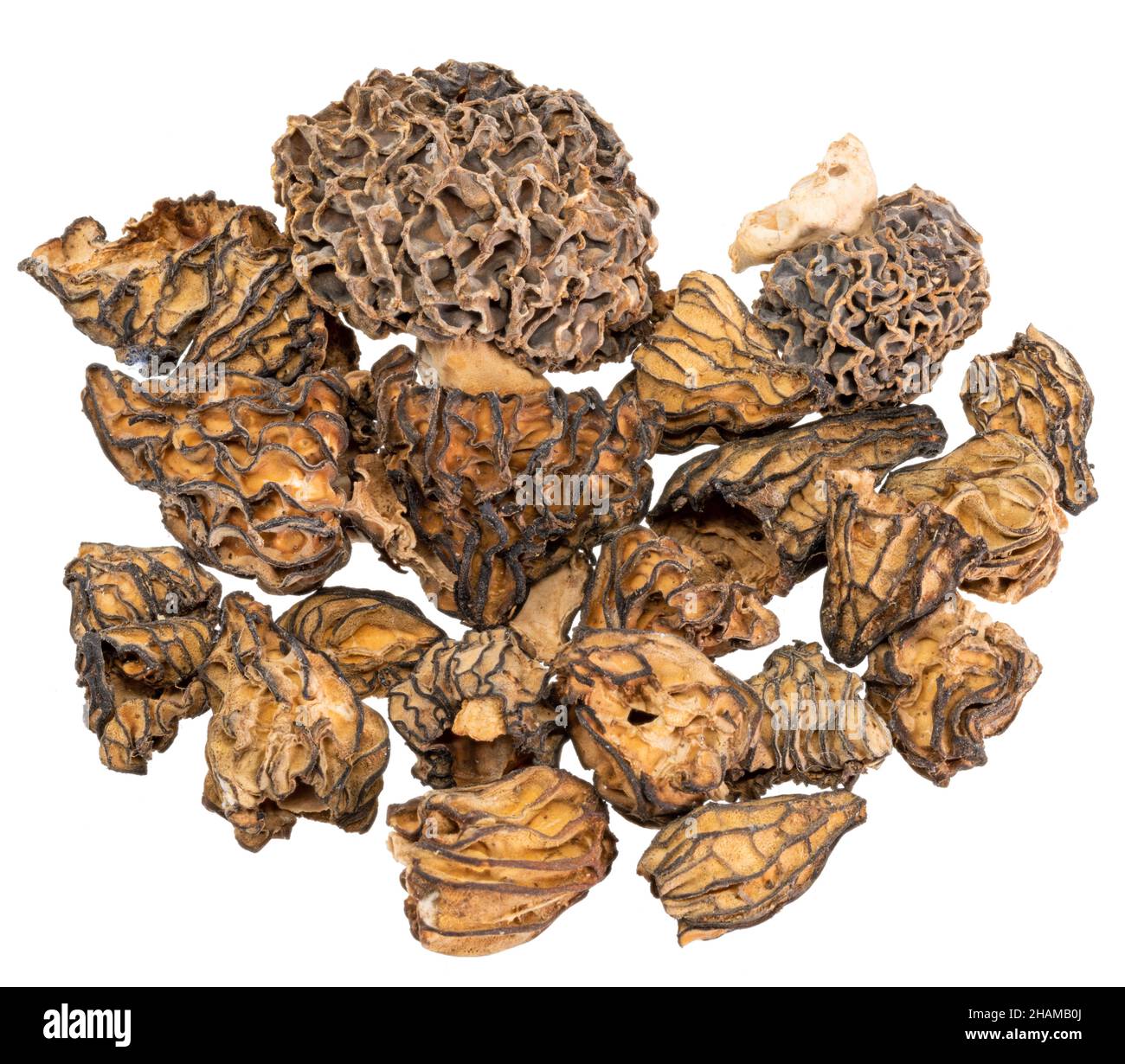 Macro shot of dried morel mushroom with stem Stock Photo - Alamy