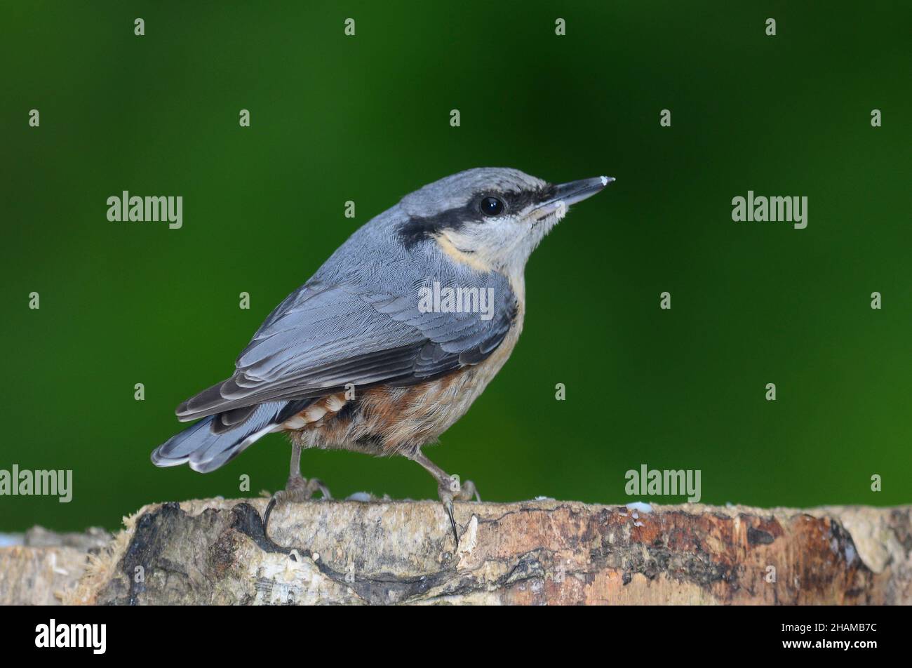 Adult nuthatch on tree stump Stock Photo - Alamy