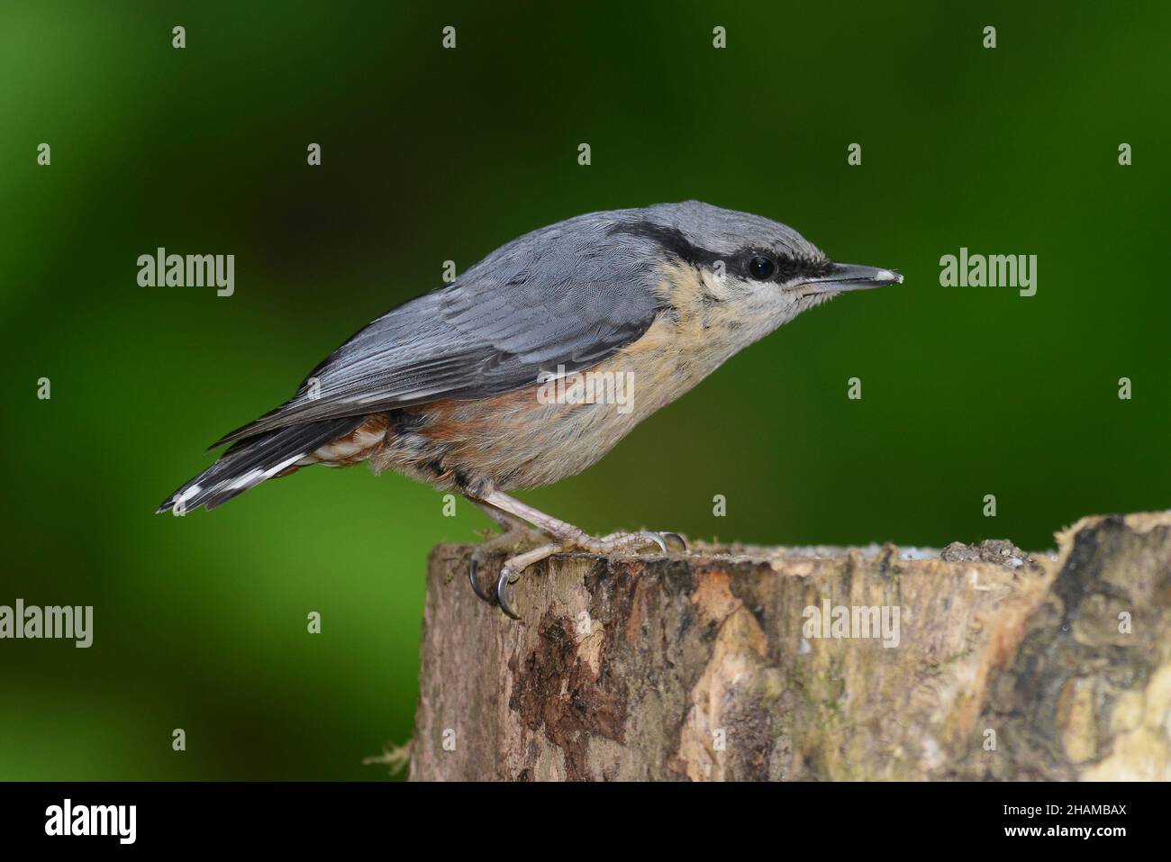 Adult nuthatch on tree stump Stock Photo - Alamy