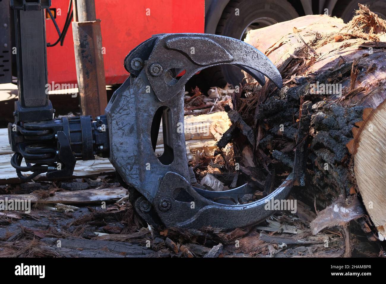 Industrial harvester in forest gathering logs. Loading equipment for ...