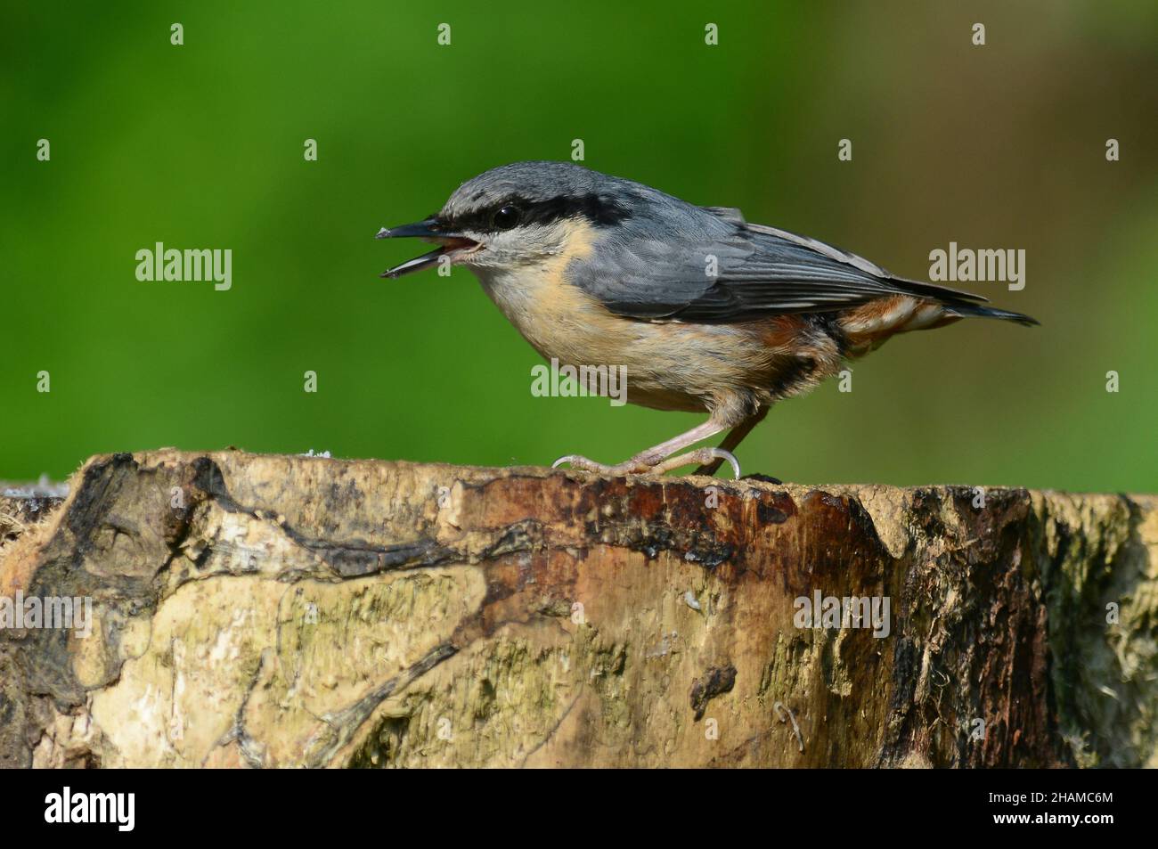 Adult nuthatch on tree stump Stock Photo - Alamy