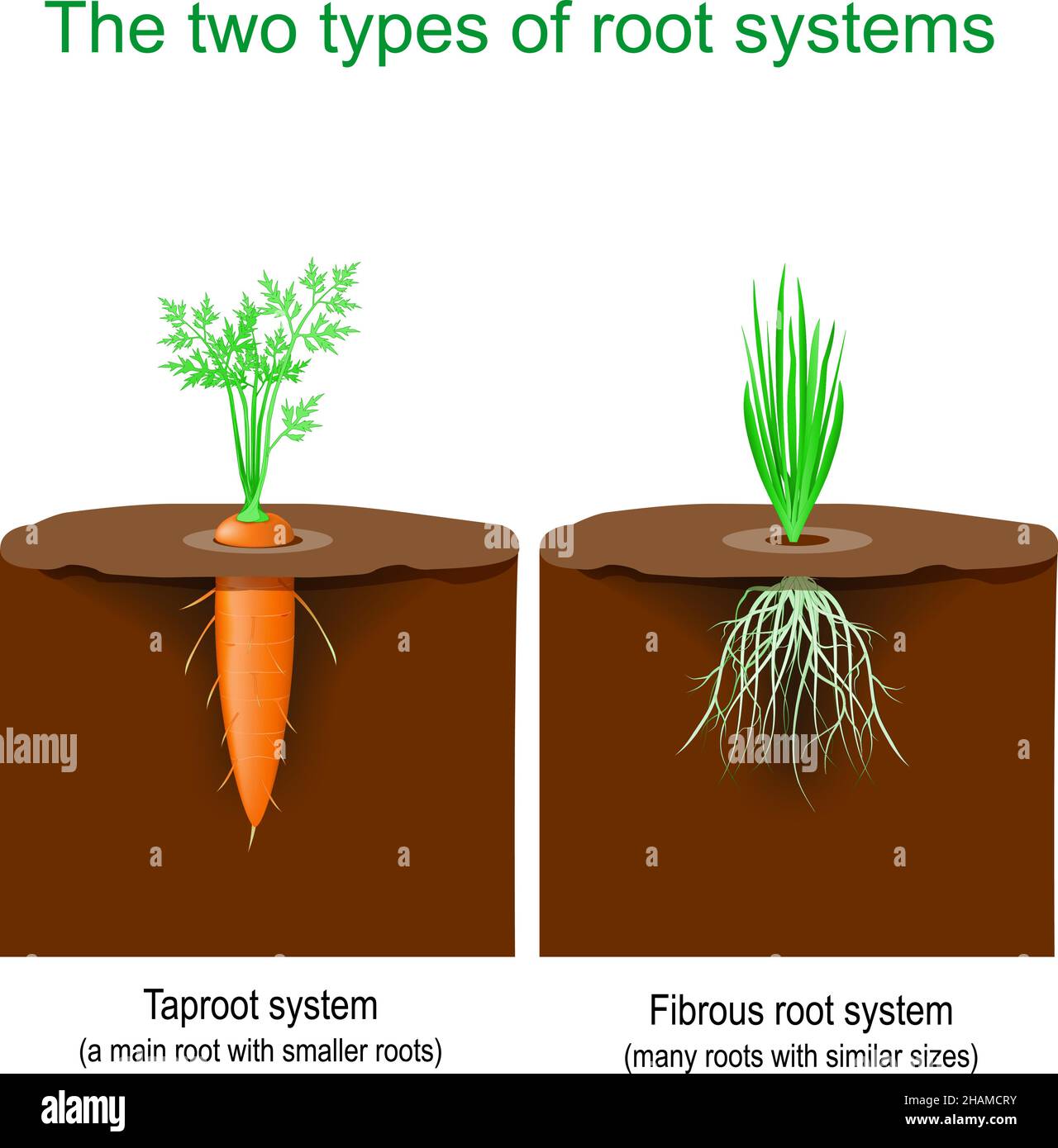 Main Root Main Root