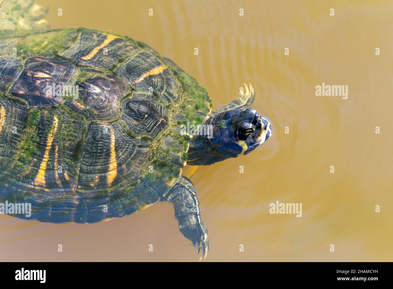 Scenic shot of a water turtle swimming in a pond Stock Photo - Alamy