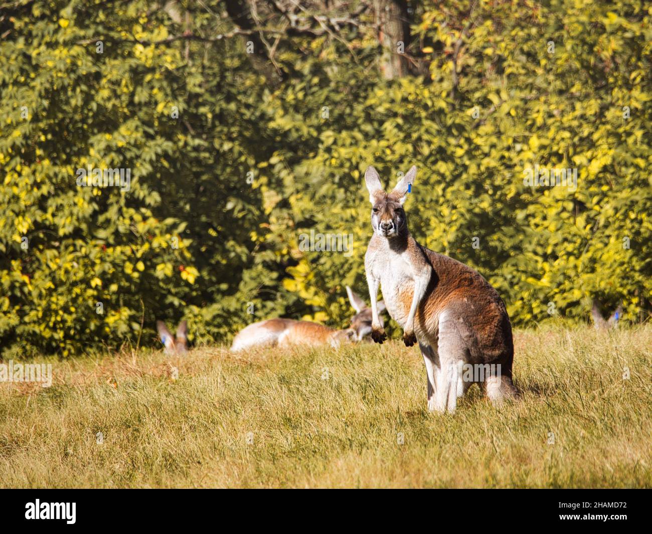 Kangaroo standing in the zoo. Kansas, Missouri, USA Stock Photo - Alamy