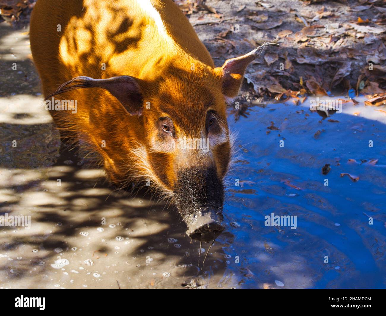 Red river hog (Potamochoerus porcus) drinking water. Kansas City Zoo ...