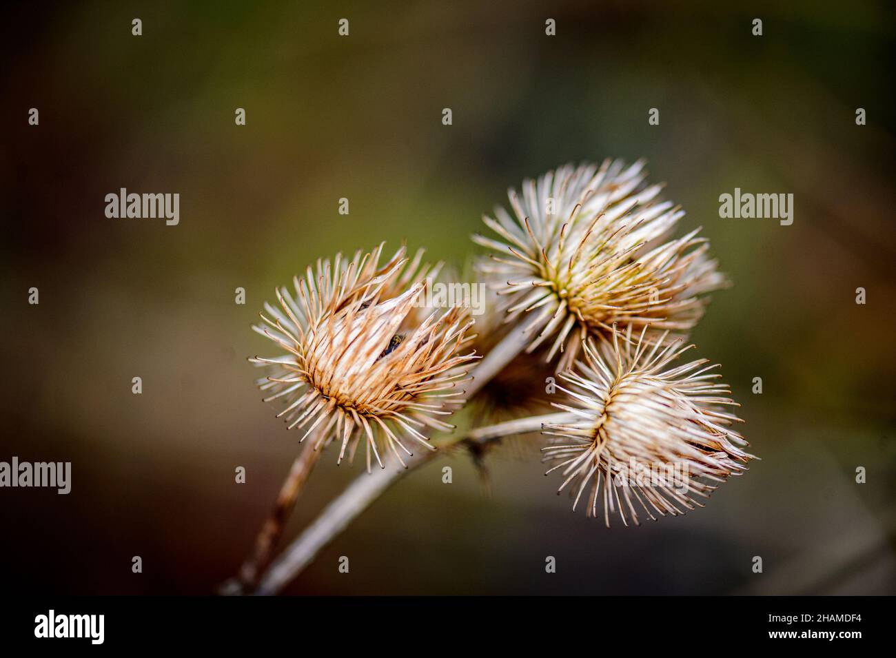 Corolla flower hi-res stock photography and images - Alamy