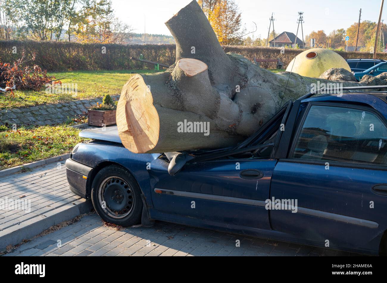 Car crushed by giant tree Stock Photo - Alamy