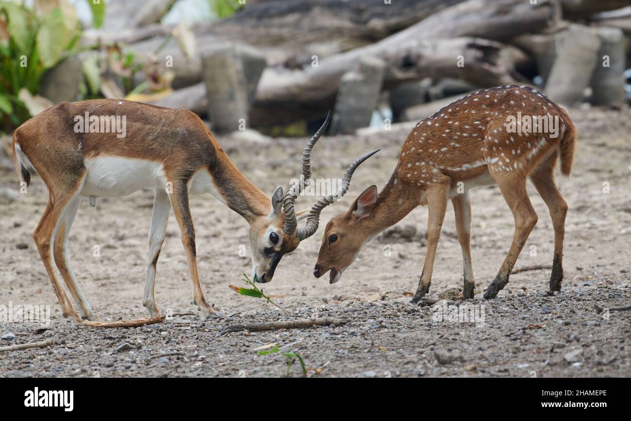 Habtat hi-res stock photography and images - Alamy