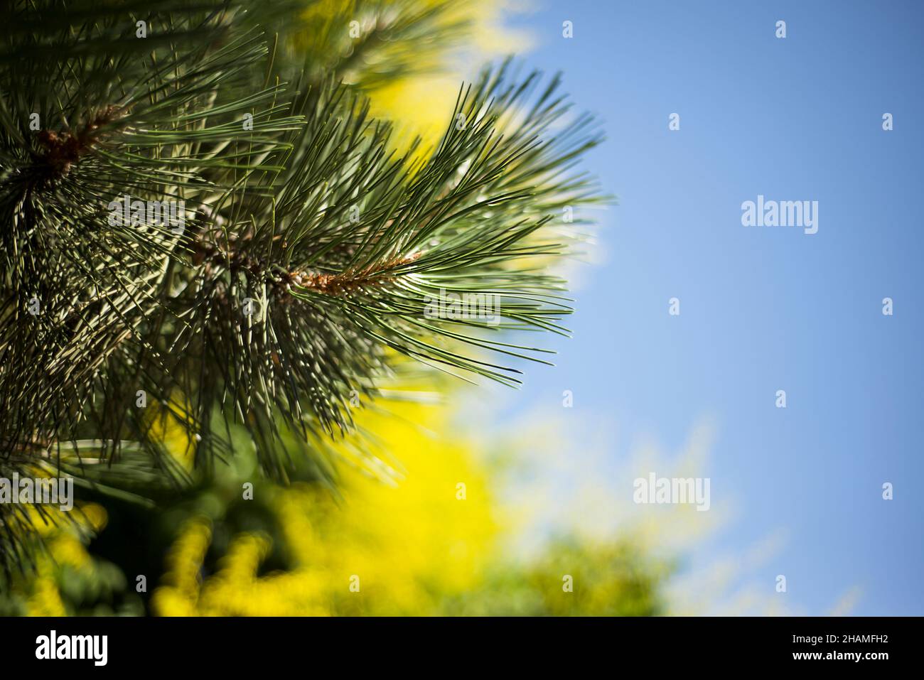 Border corner hi-res stock photography and images - Alamy