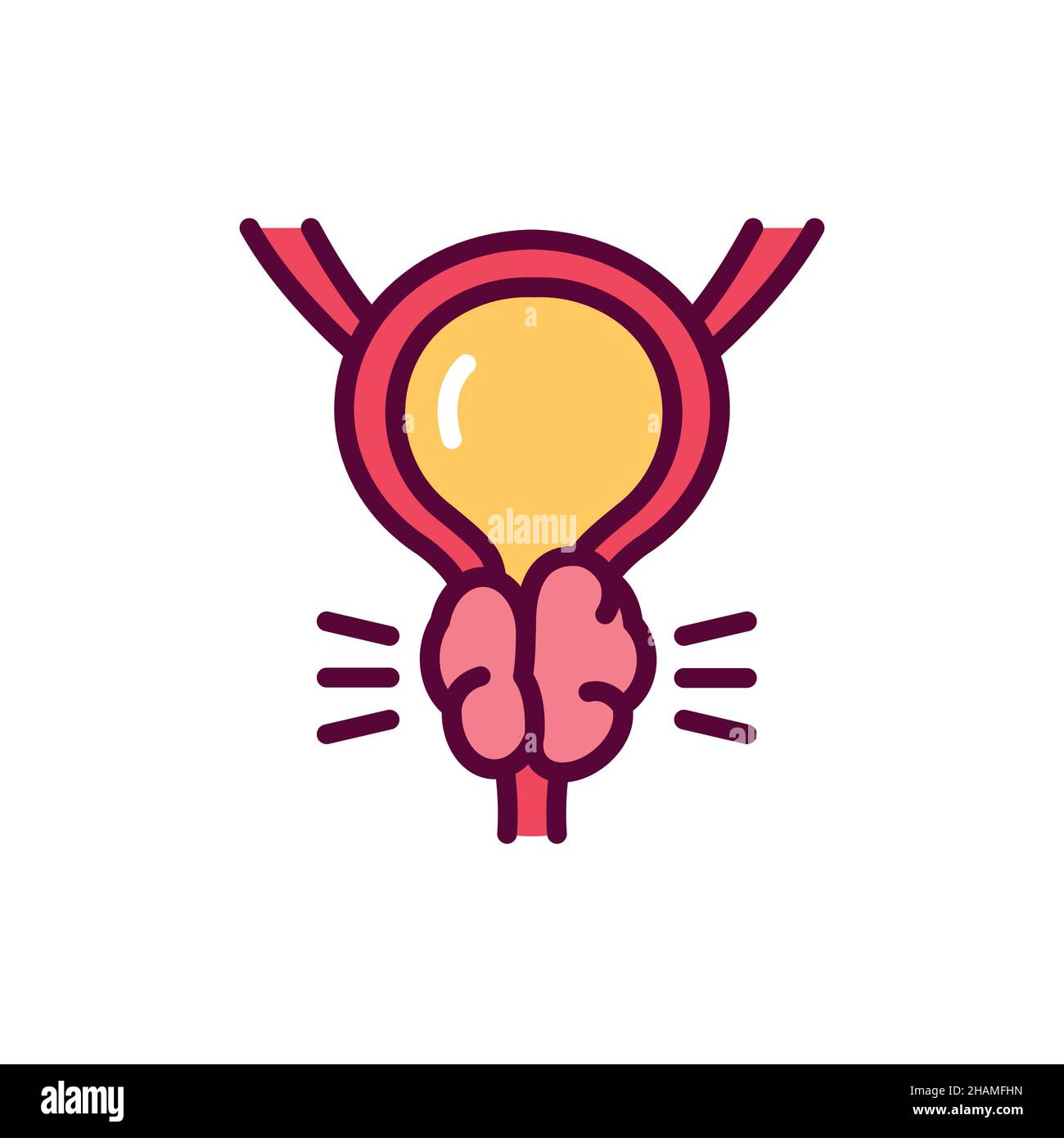Anatomy male reproductive system Cut Out Stock Images & Pictures - Alamy