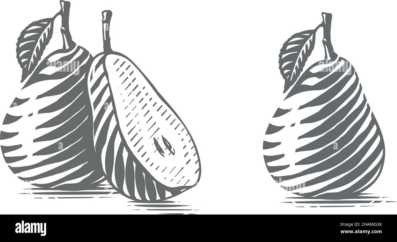 Pear Hand drawing sketch engraving illustration style Stock Vector ...