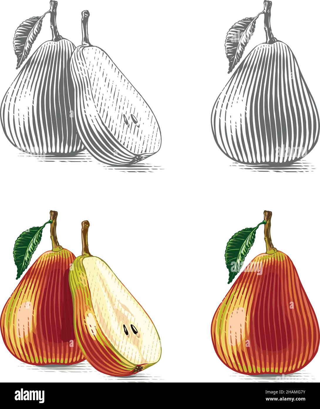 colorful Pear Hand drawing sketch engraving illustration style Stock ...