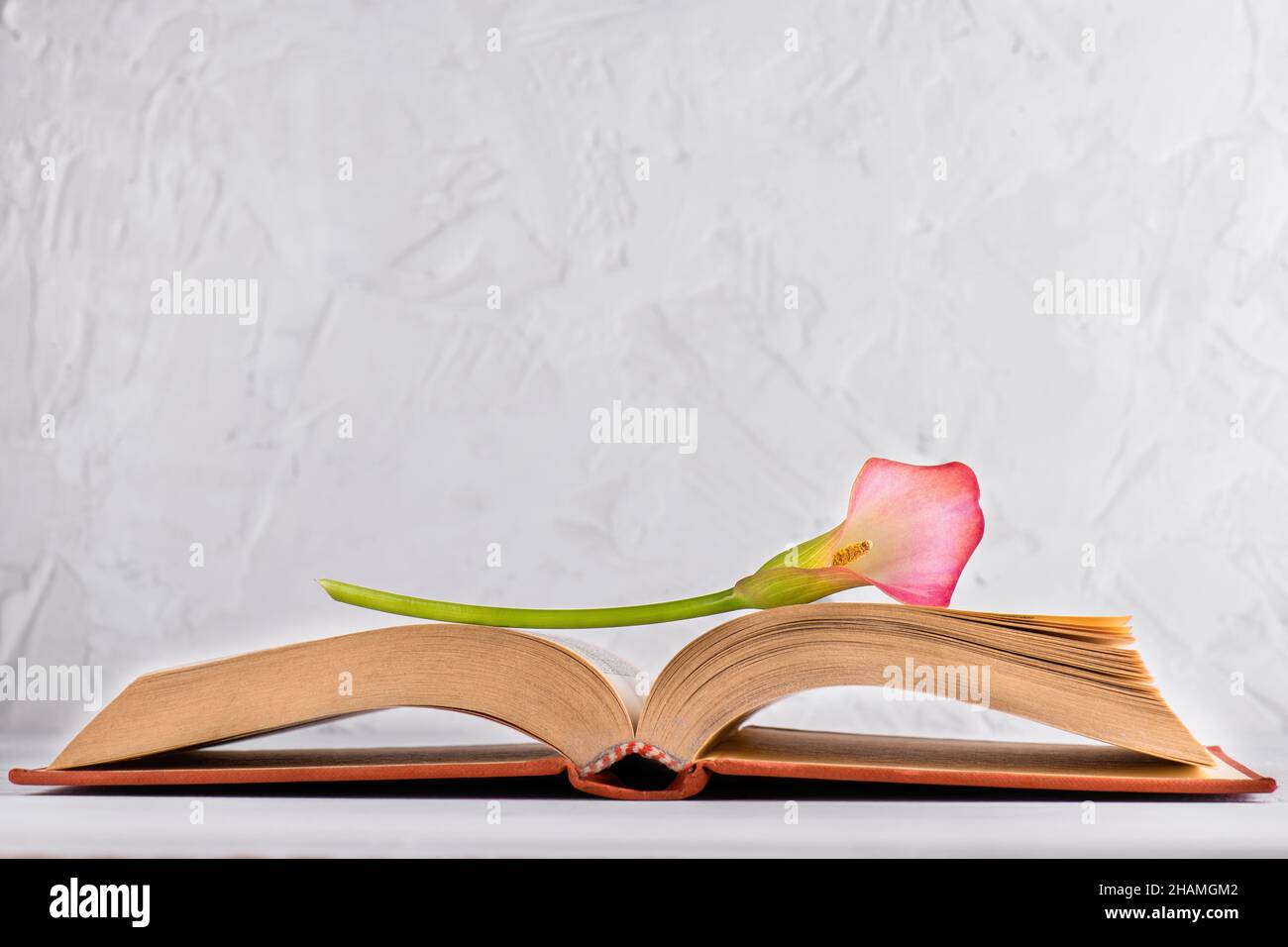 Pink Calla lily on a opened book on a white background. World Book Day ...