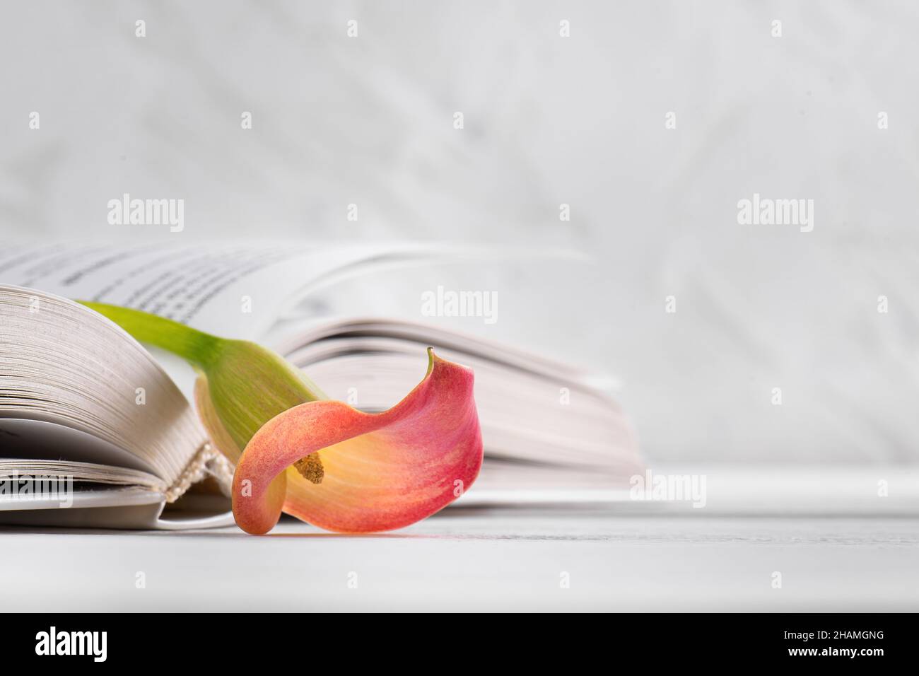 Pink Calla lily on a opened book on a white background. World Book Day ...